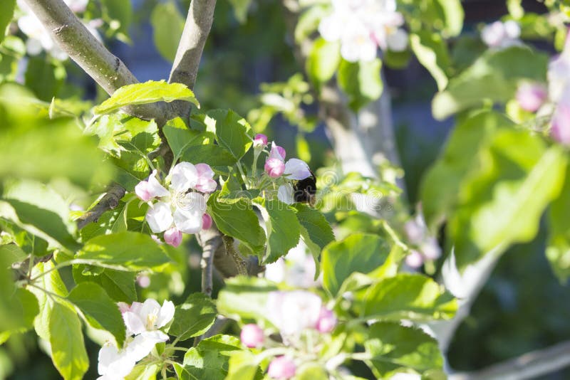 Blooming Apple Tree. Spring Flowering of Trees Stock Image - Image of ...