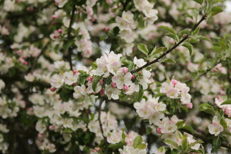 Blooming Apple Tree in Spring Stock Photo - Image of white, pink: 72157302