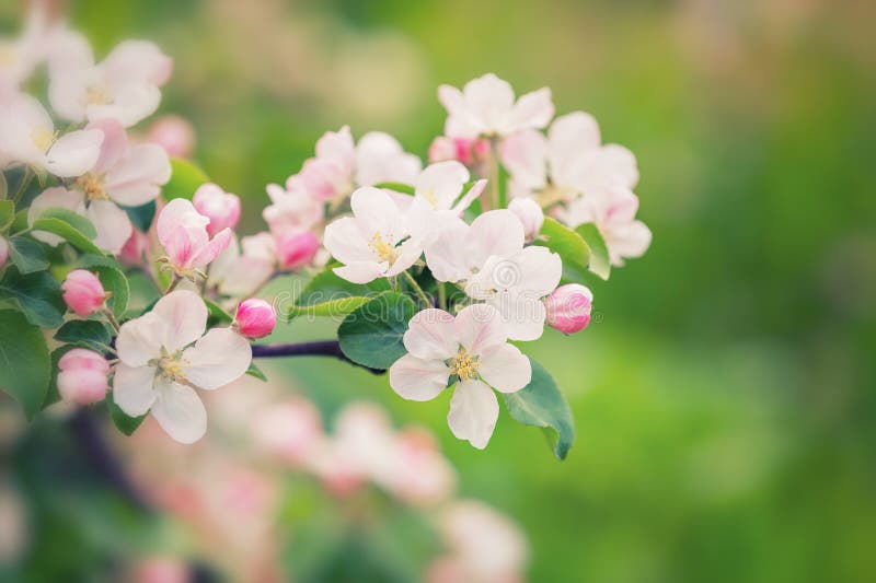 Blooming Apple Tree at Spring Stock Photo - Image of green, bloom ...