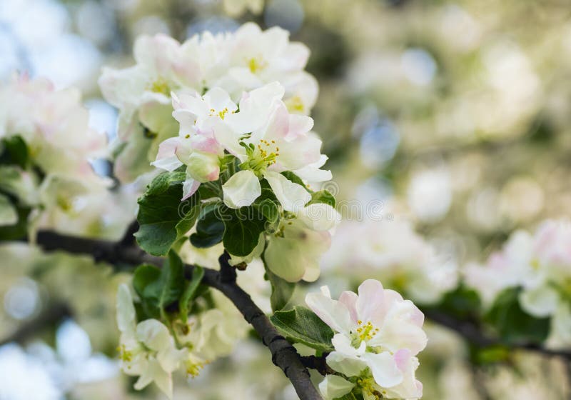 Blooming Apple Tree in Spring Garden Stock Photo - Image of pink ...