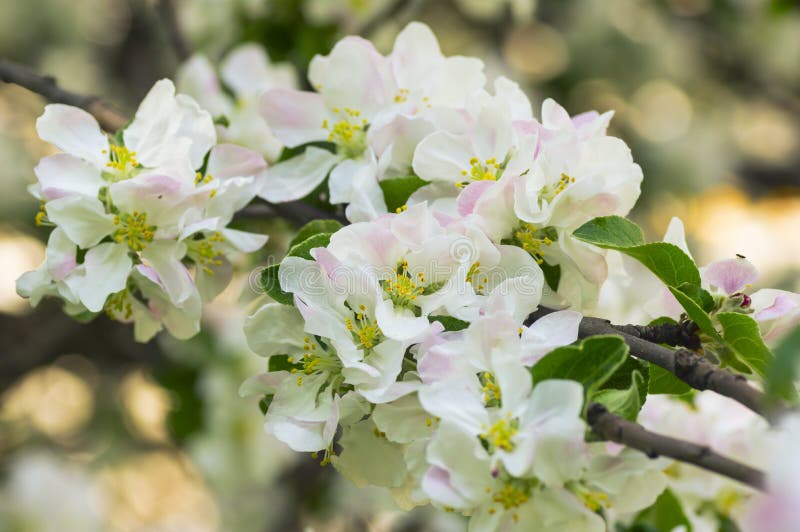 Blooming Apple Tree in Spring Garden Stock Photo - Image of flowers ...