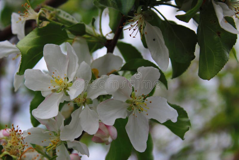 Blooming Apple Tree in a Spring Garden. Stock Photo - Image of branch ...