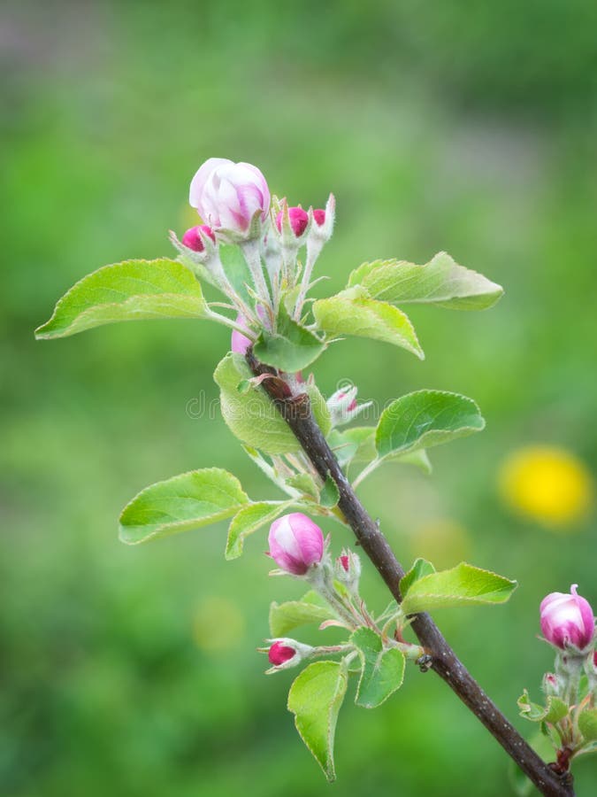 Flowering Apple tree stock photo. Image of flora, natural - 123132324