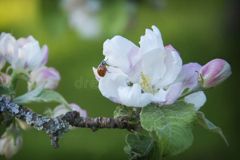 Ladybug on a Blooming Apple Tree, Close-up. Spring Season Stock Image ...