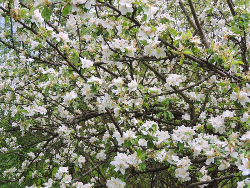 Blooming Apple Tree in Spring Stock Image - Image of outdoors, flower ...