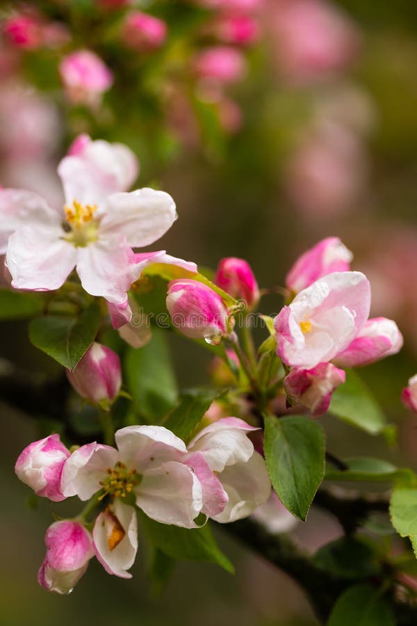 Blooming Apple Tree in Spring after Rain Stock Photo - Image of apple ...