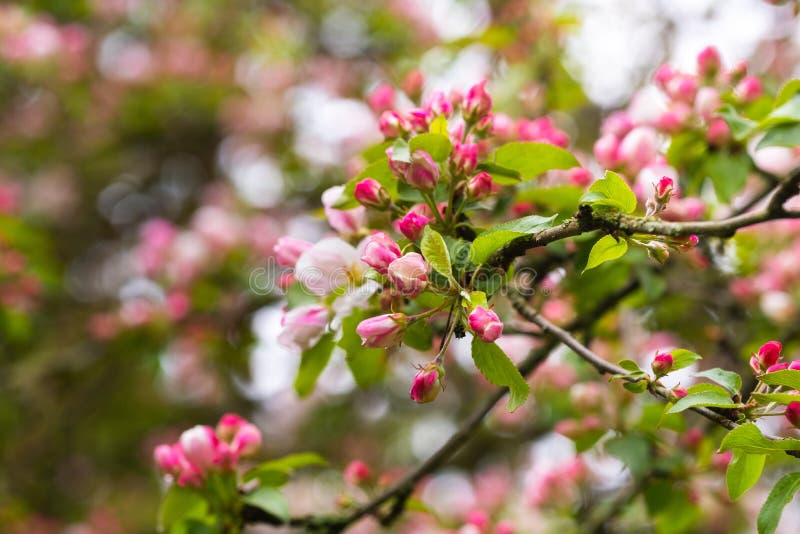 Blooming Apple Tree in Spring after Rain Stock Image - Image of ...