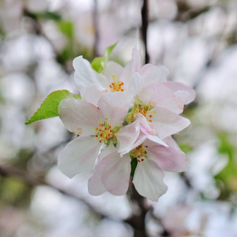 Blooming Apple Tree in Spring Time. Stock Image - Image of beautiful ...