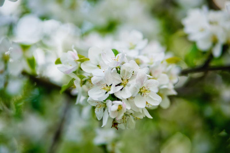 Blooming Apple Tree in Spring Time Stock Image - Image of grow ...