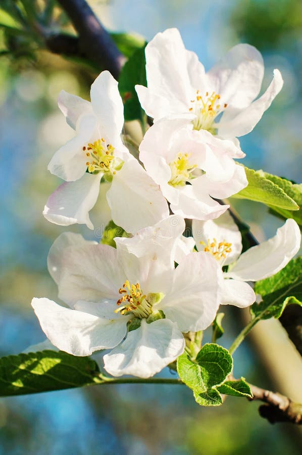 Blooming Apple Tree in Spring Time. Stock Image - Image of beautiful ...