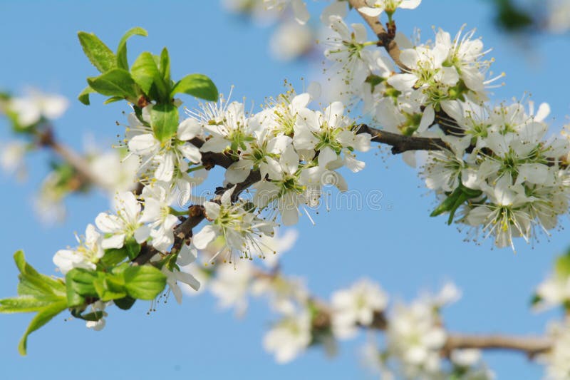 Blooming Apple Tree in Spring Time Stock Image - Image of fruit, petal ...