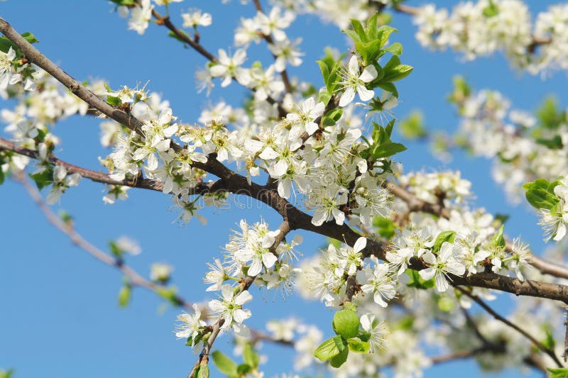 Blooming Apple Tree in Spring Time Stock Image - Image of blooming ...