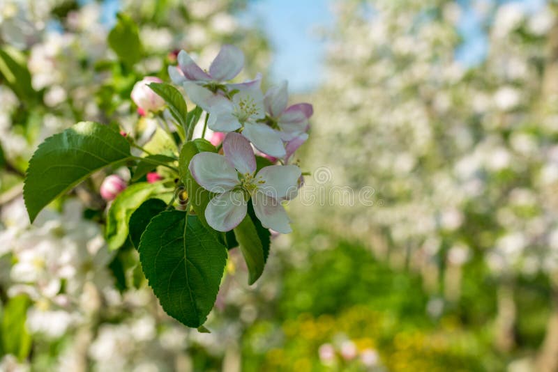 Blooming Apple Tree in Spring Time. Stock Photo - Image of botany ...