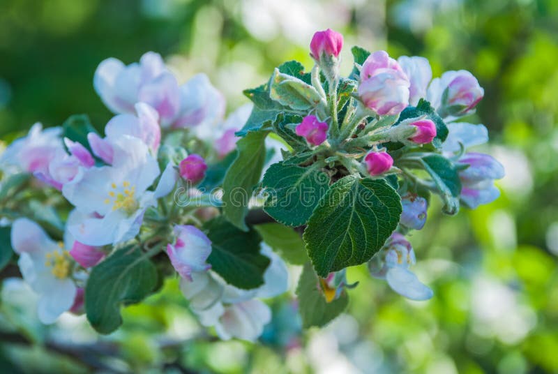 Blooming Apple Tree in Spring Time Stock Photo - Image of gardening ...