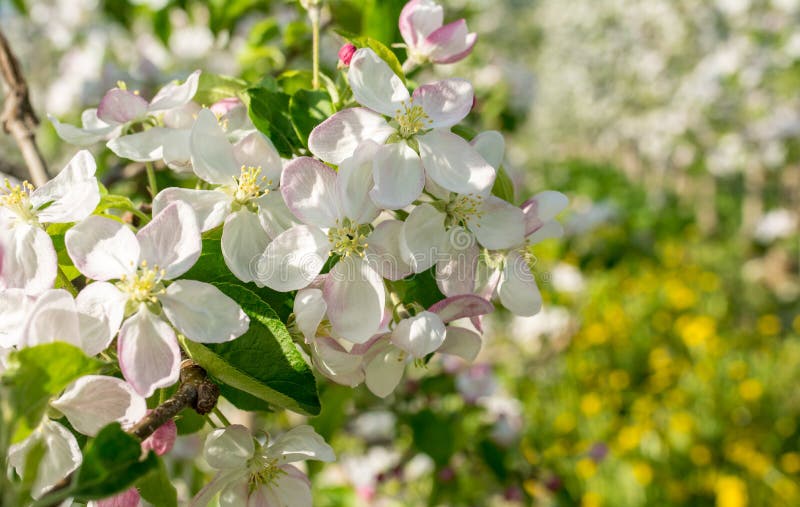 Blooming Apple Tree in Spring Time. Stock Photo - Image of botany ...