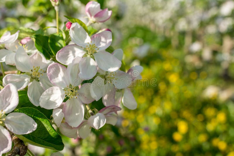 Blooming Apple Tree in Spring Time. Stock Image - Image of orchard ...
