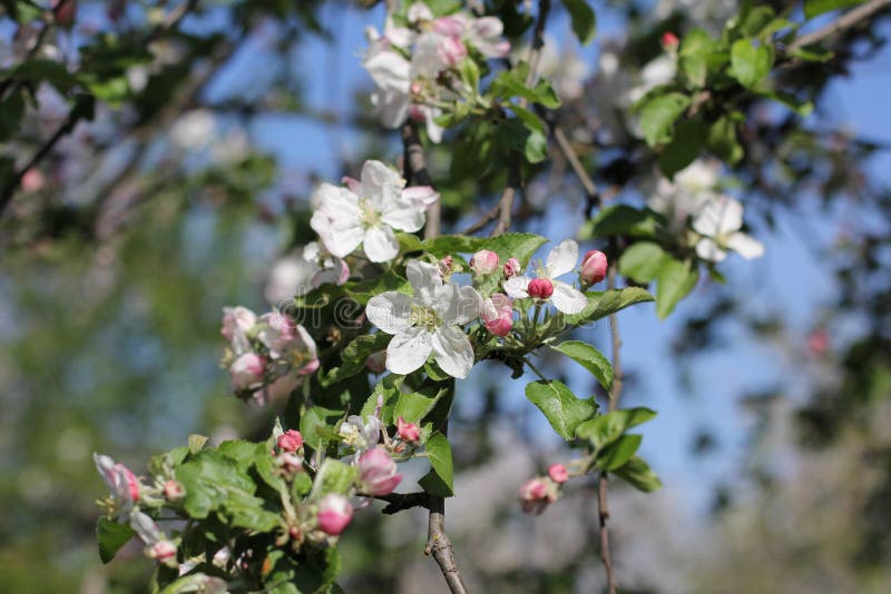 Blooming Apple Tree in Spring Time Stock Photo - Image of natural ...