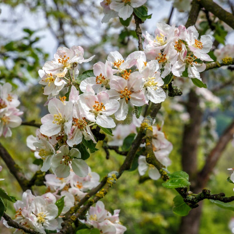Blooming Apple Tree in Spring Time. Close Up Stock Photo - Image of ...
