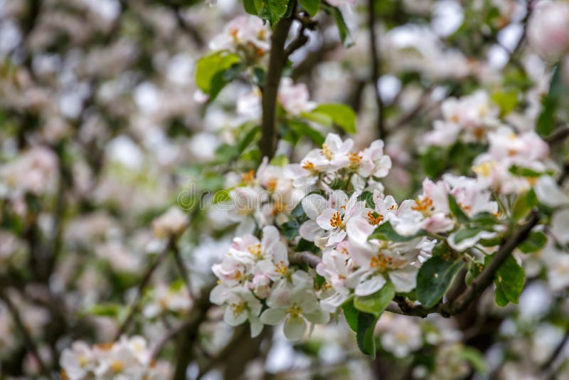 Blooming Apple Tree in Spring Time. Close Up Stock Image - Image of ...