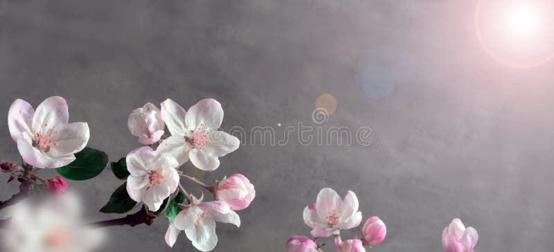 Blooming Apple Tree in Spring Time on Grey Background. Stock Image ...