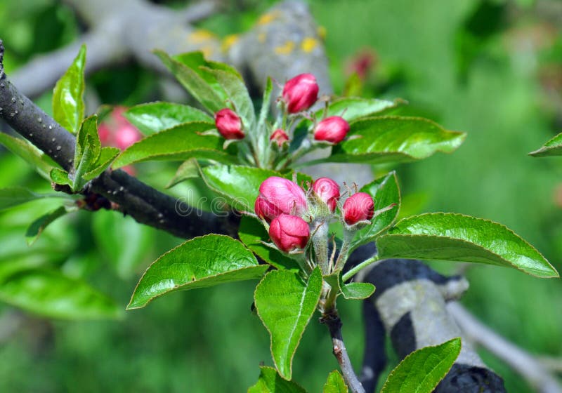Blooming Apple Tree in Spring Time. Spring Flowers. Stock Image - Image ...