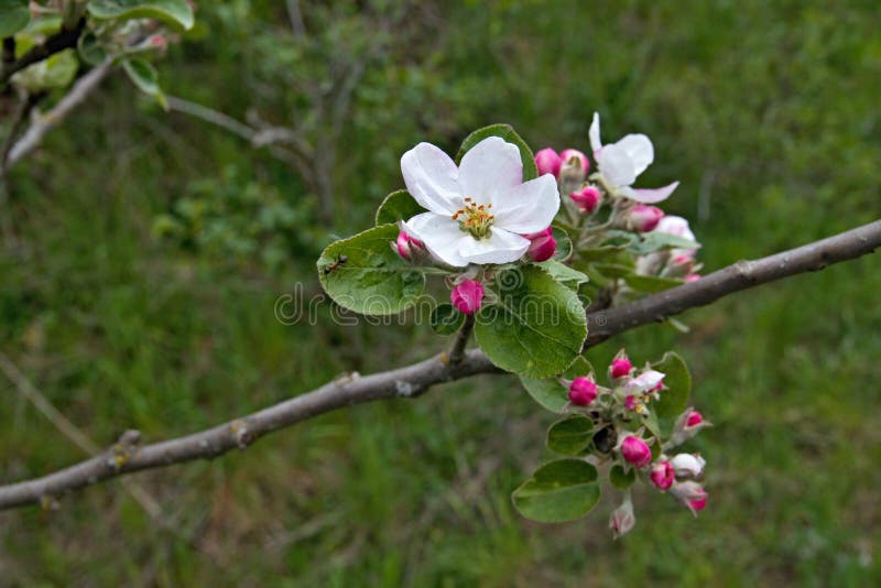 Blooming Apple Tree in Springtime Stock Photo - Image of fruit, nature ...