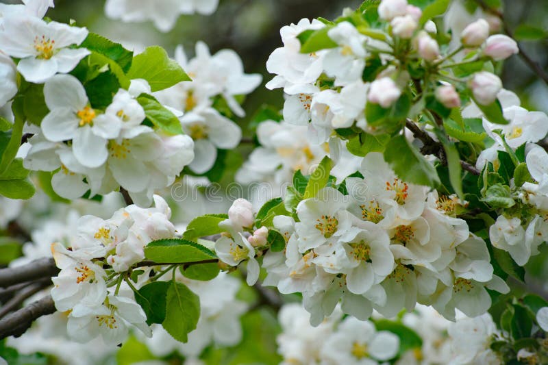 Blooming Apple Tree in Sunlight Stock Image - Image of copy, blurred ...