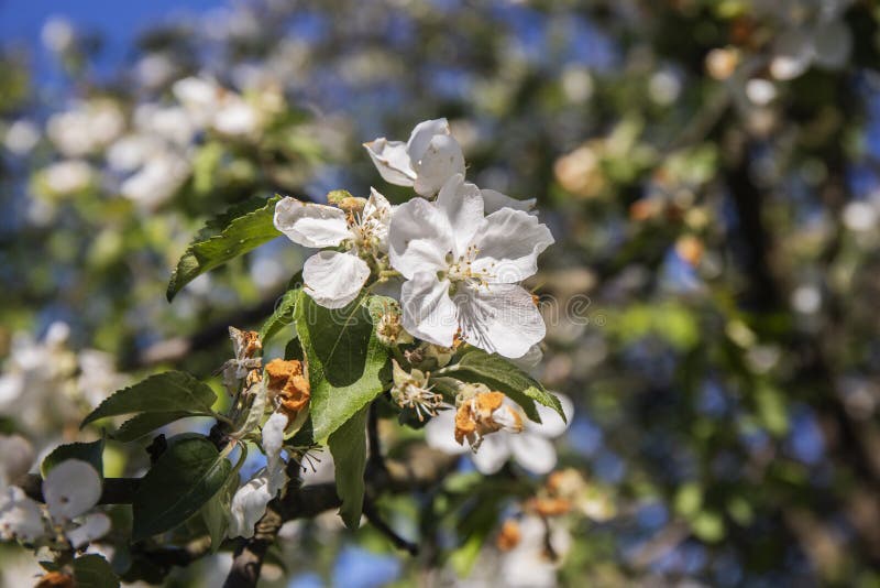 A Blooming Apple Tree in the Sunlight on a Bright Sunny Day Stock Photo ...