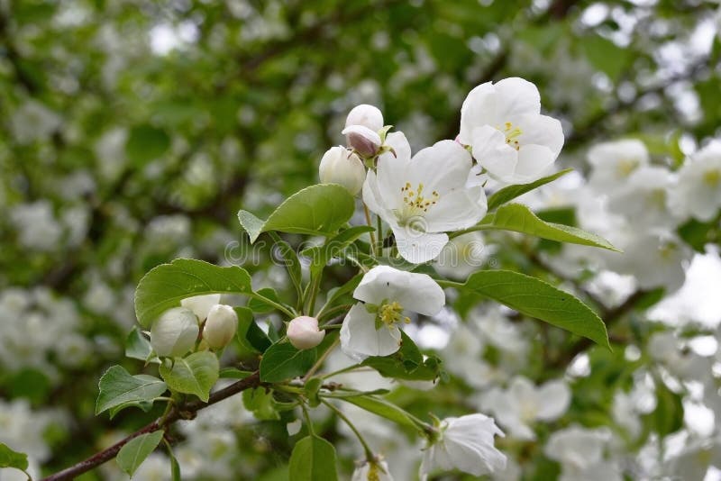 Blooming Apple Tree on a Sunny Spring Day Stock Image - Image of grow ...