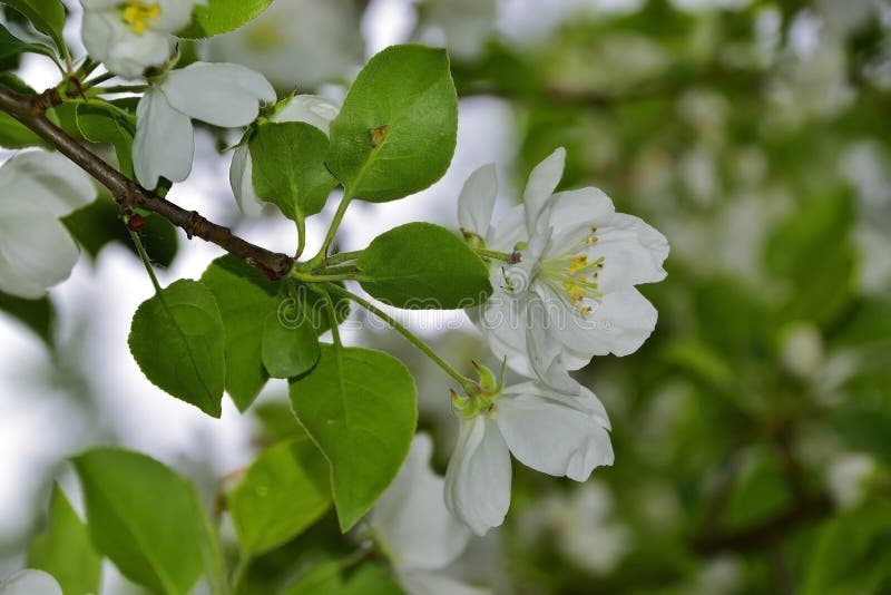 Blooming Apple Tree on a Sunny Spring Day Stock Image - Image of close ...