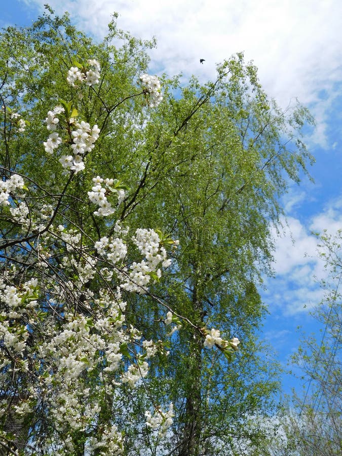 Blooming Apple Tree and Tender Leaves on a Birch Tree Stock Photo ...
