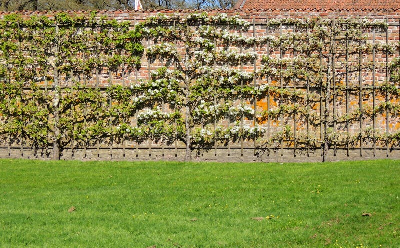 Blooming Apple Tree on Trellis at Brick Wall Stock Photo - Image of ...