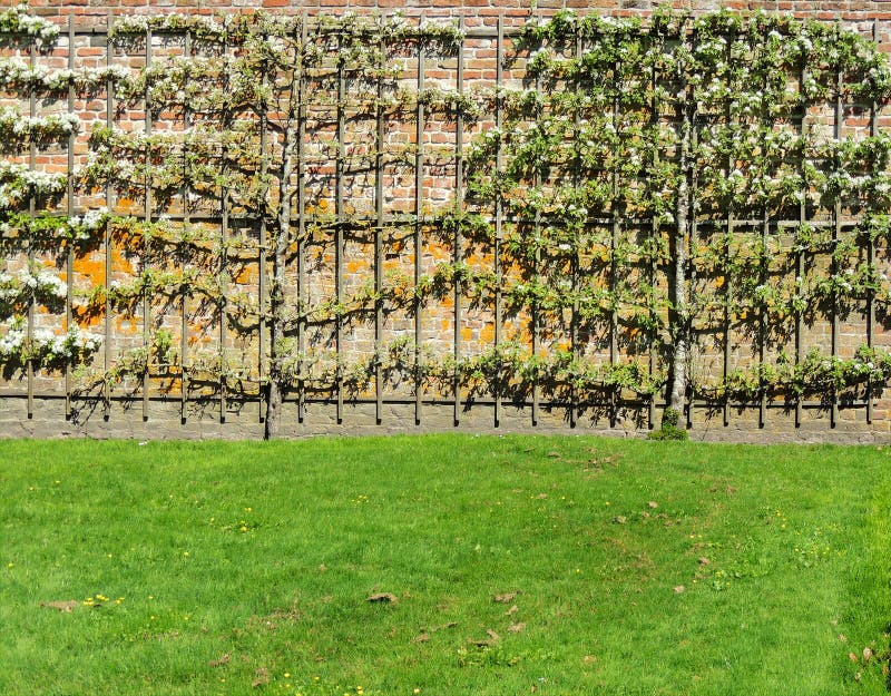 Blooming Apple Tree on Trellis at Brick Wall Stock Photo - Image of ...