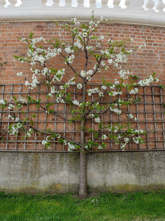 Trellis apple trees stock photo. Image of wall, gardening - 225731686