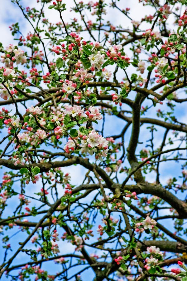 Blooming Apple Tree in a Green Field Stock Photo - Image of fruit ...