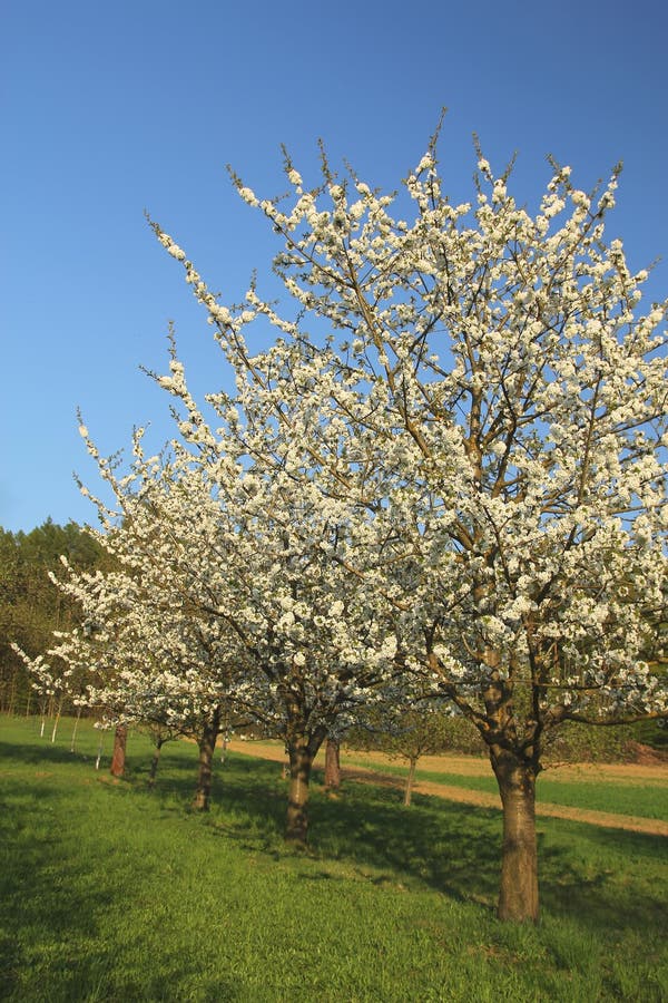 Appletree. stock image. Image of light, outside, hills, nonconformity ...