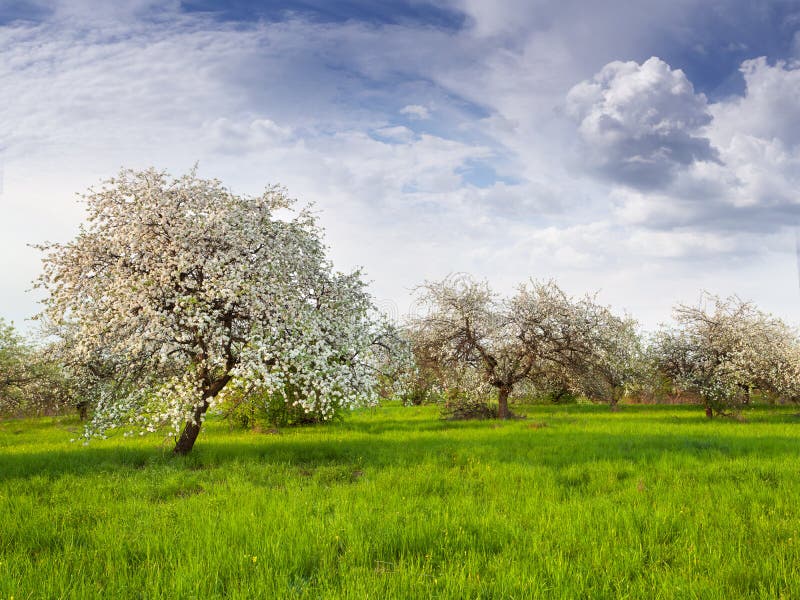 One tree stock photo. Image of majestic, beautiful, countryside - 2339744