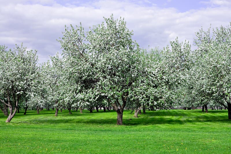 Flowering Apple Trees in Holland Stock Photo - Image of blue, fruit ...