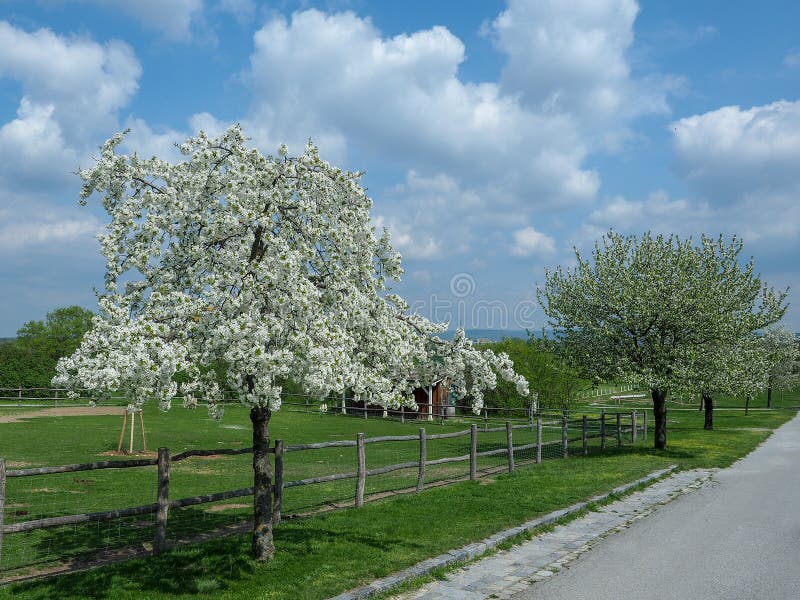 Blooming Apple Trees by Road. Austria, Europe Editorial Image - Image ...