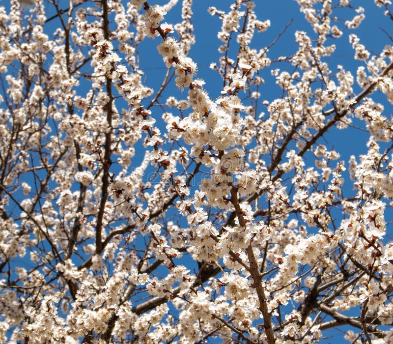 Blooming Apricot. Sunny Spring Day. Spring Flowers Stock Image - Image ...