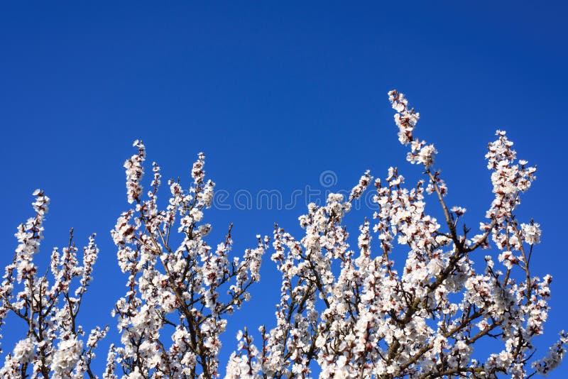 Blooming Apricot Tree on a Blue Sky, Flowers Design Stock Image - Image ...