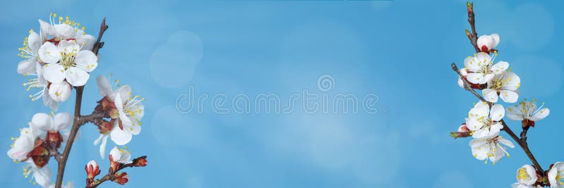 Blooming Apricot Tree Branchs on a Blue Background. Beautiful Spring ...