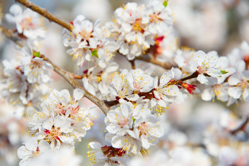 Blooming apricot tree stock image. Image of light, flowers - 70084619
