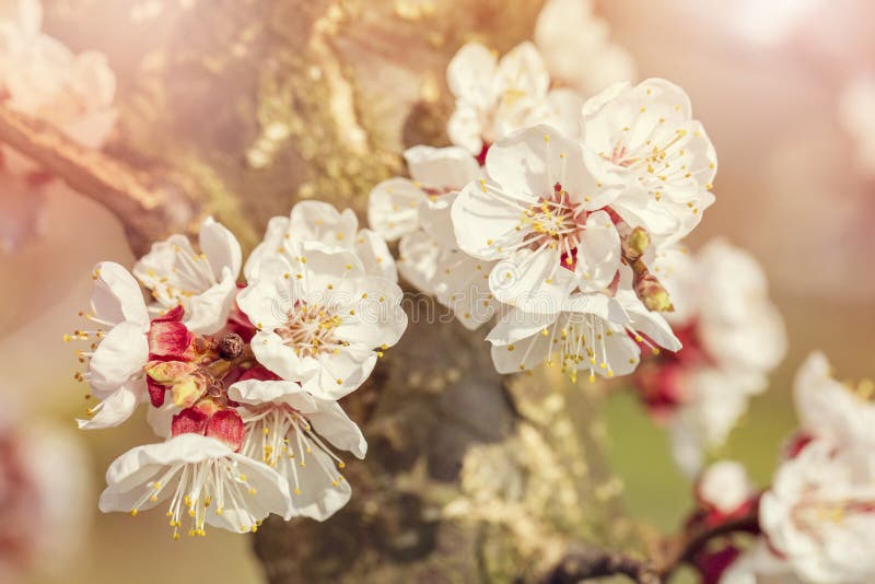 Blooming apricot tree stock photo. Image of grow, blooming - 142885266