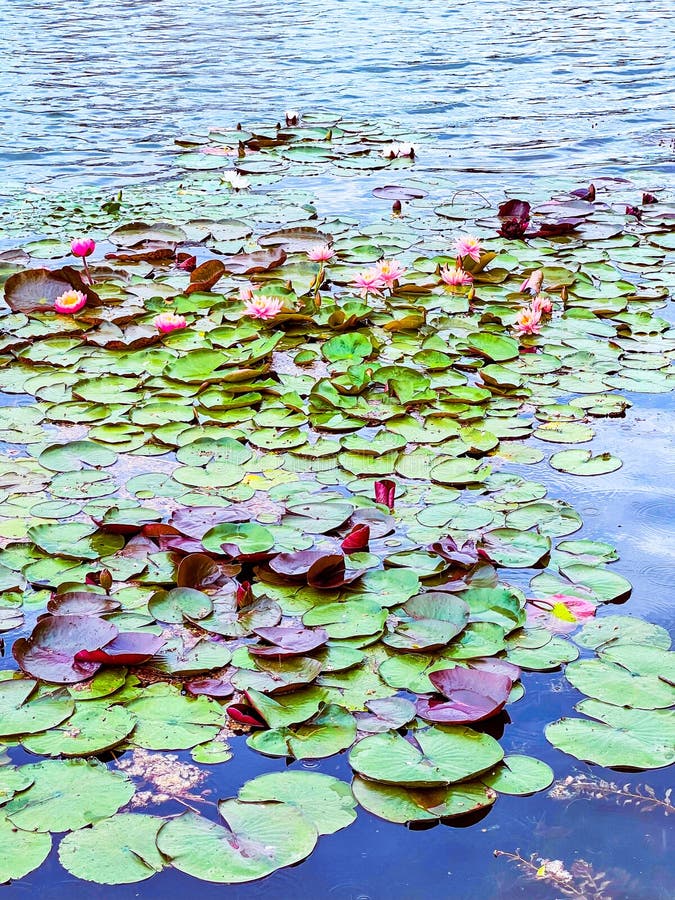 The Blooming Aquatic Plants of Nymphaea on the Lake Stock Image - Image ...
