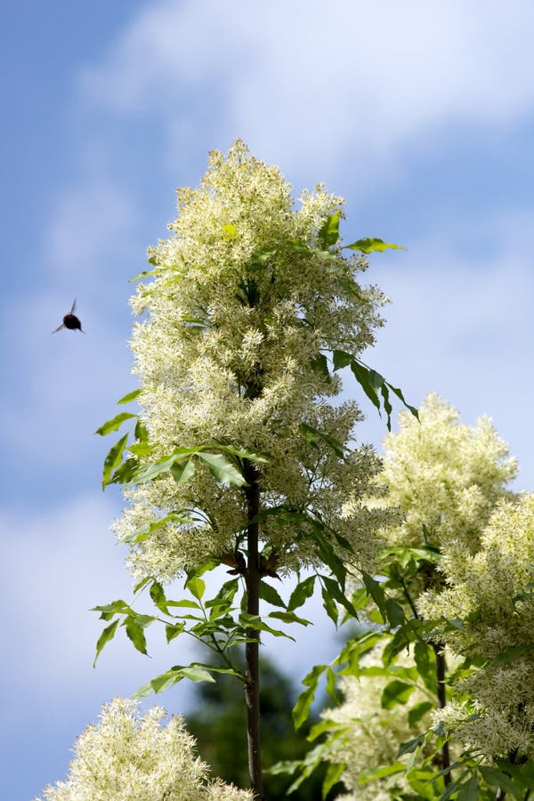 Flowering Fraxinus Excelsior In Spring. Blooming European Ash Tree ...