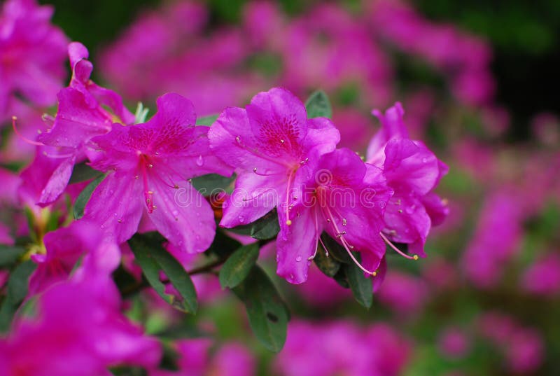 The Blooming Azalea in Garden Stock Photo - Image of color, flower ...