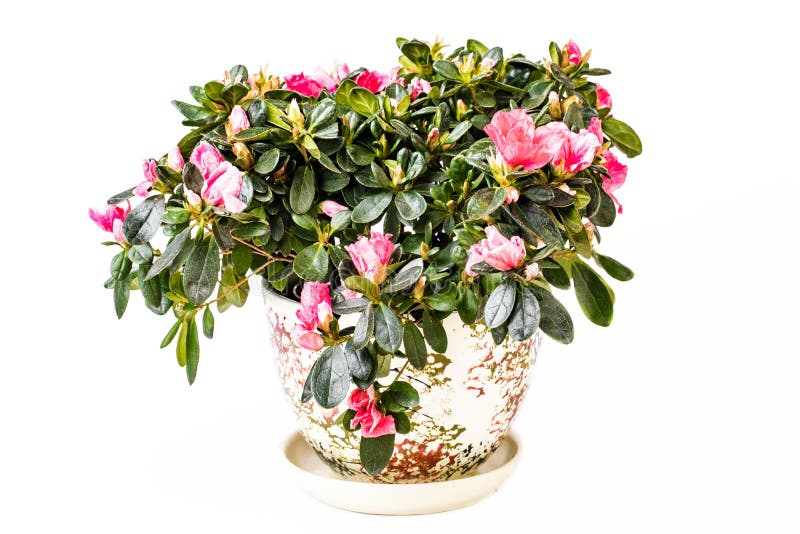 Blooming Azalea Plant in a Pot Isolated on White Background Stock Photo ...