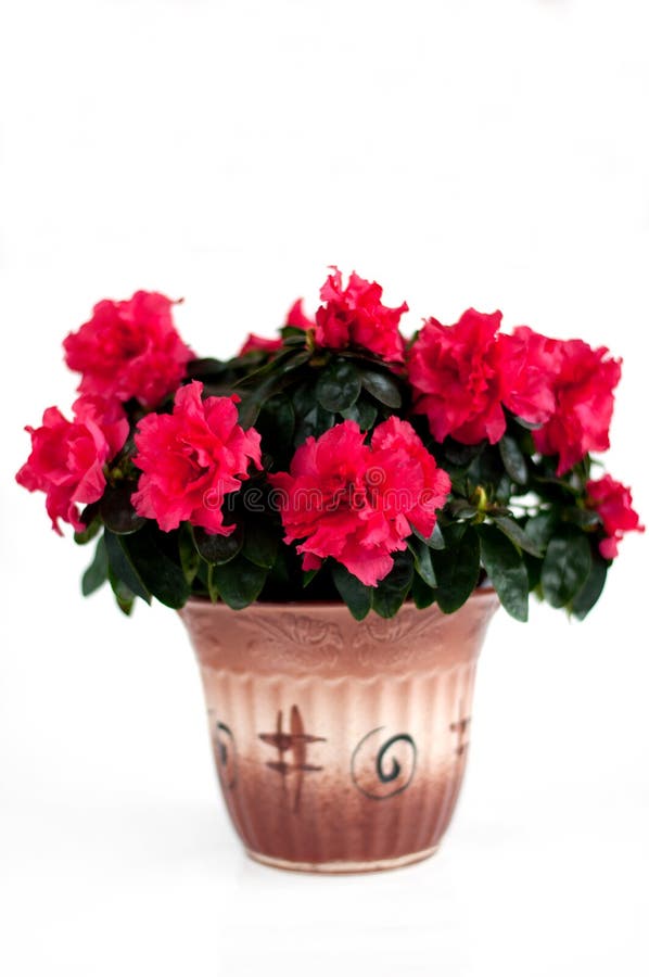 Blooming Azalea. Room Flower Stock Photo - Image of azalea, indoor ...