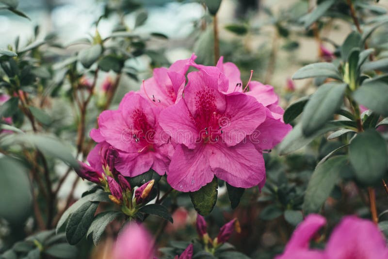 Blooming Azaleas in the Garden Stock Photo - Image of green, bush ...